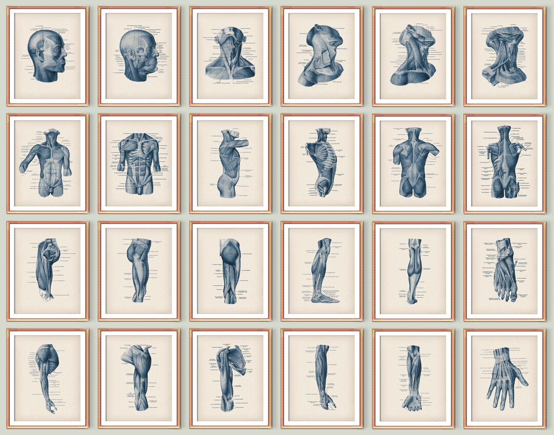 24 Vintage Anatomical Posters Medical Art Human Muscular - Etsy