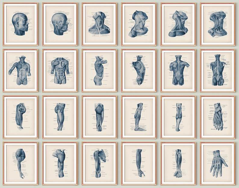 24 Vintage Anatomical Posters Medical Art Human Muscular System Chart ...