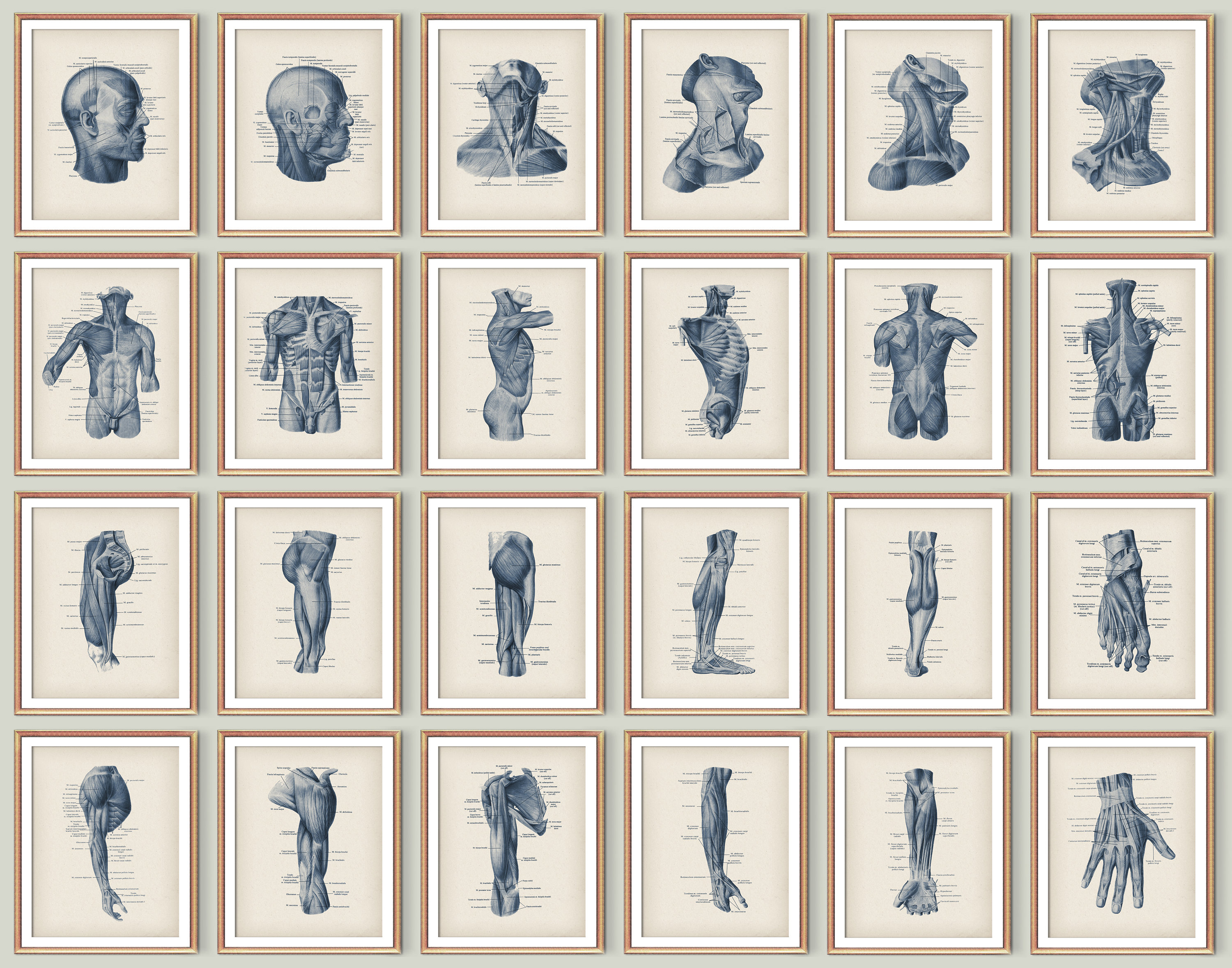 24 Vintage Anatomical Posters Medical Art Human Muscular System Chart ...