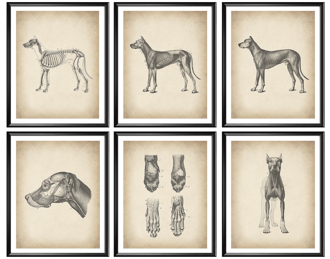 Set 6 Vintage Dog Anatomy Art Canine Physiology Artwork Animal Wall ...