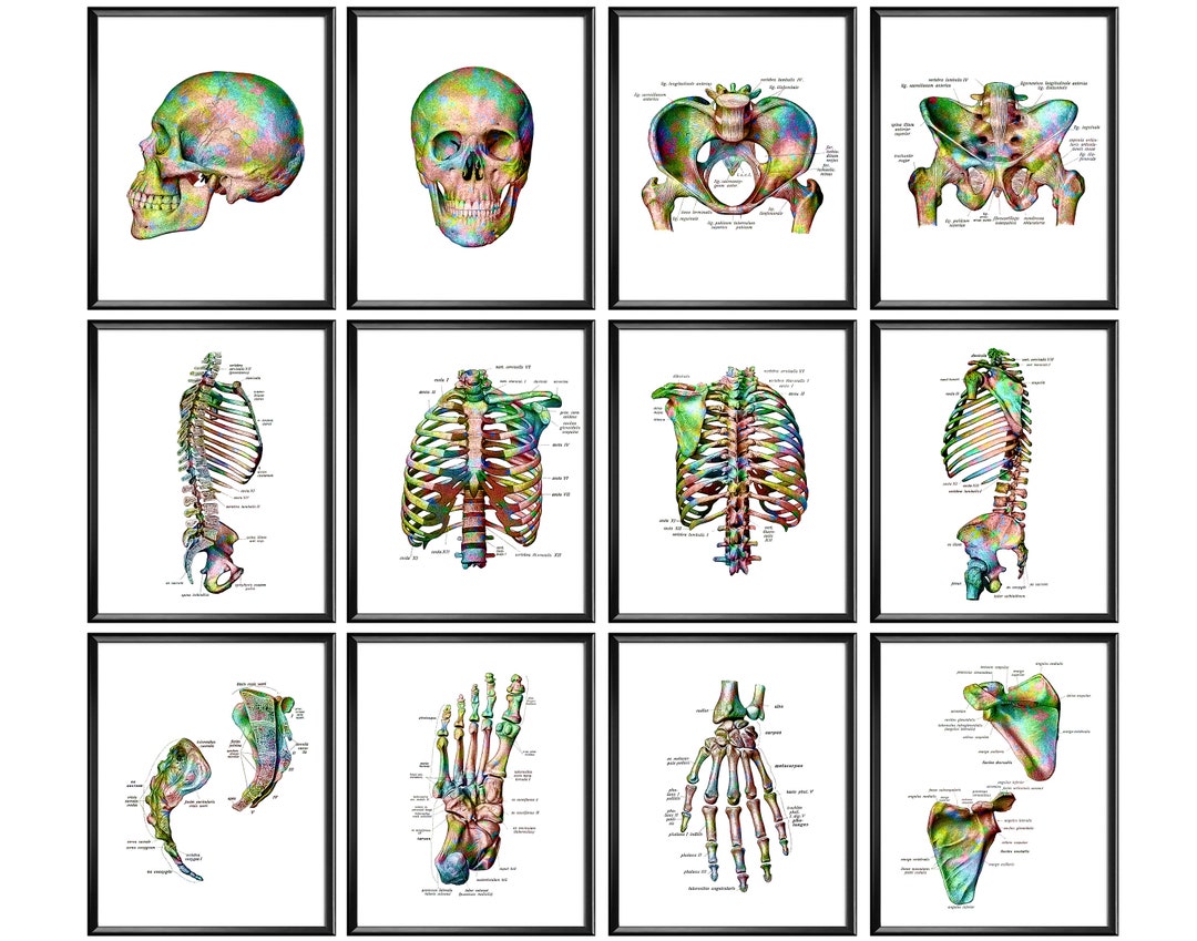 12 Skeleton Anatomy Posters Medical Art Physiology Art Orthopedic ...