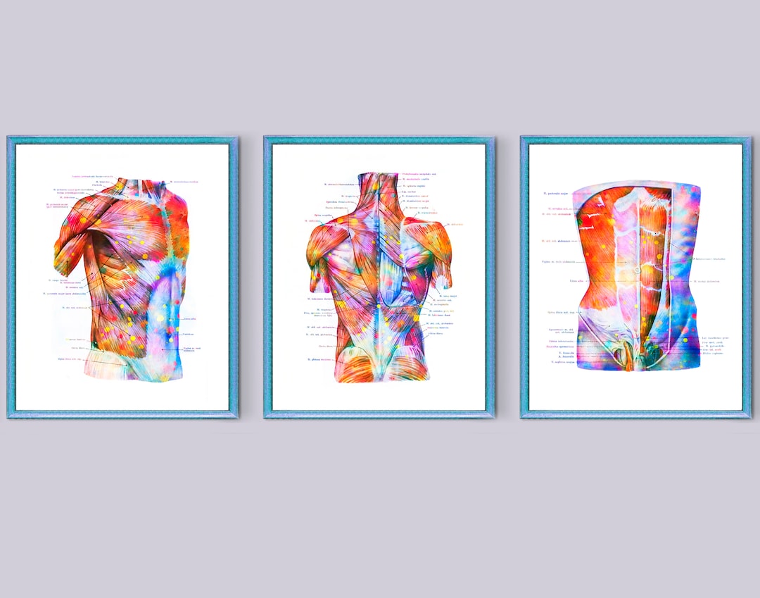 Muscular System Watercolor Posters Human Body Muscles Structure ...