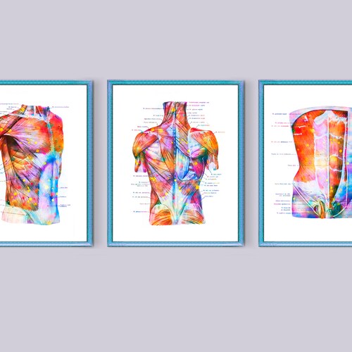 6 Torso Muscles Anatomy Poster Muscular System Watercolor Art - Etsy