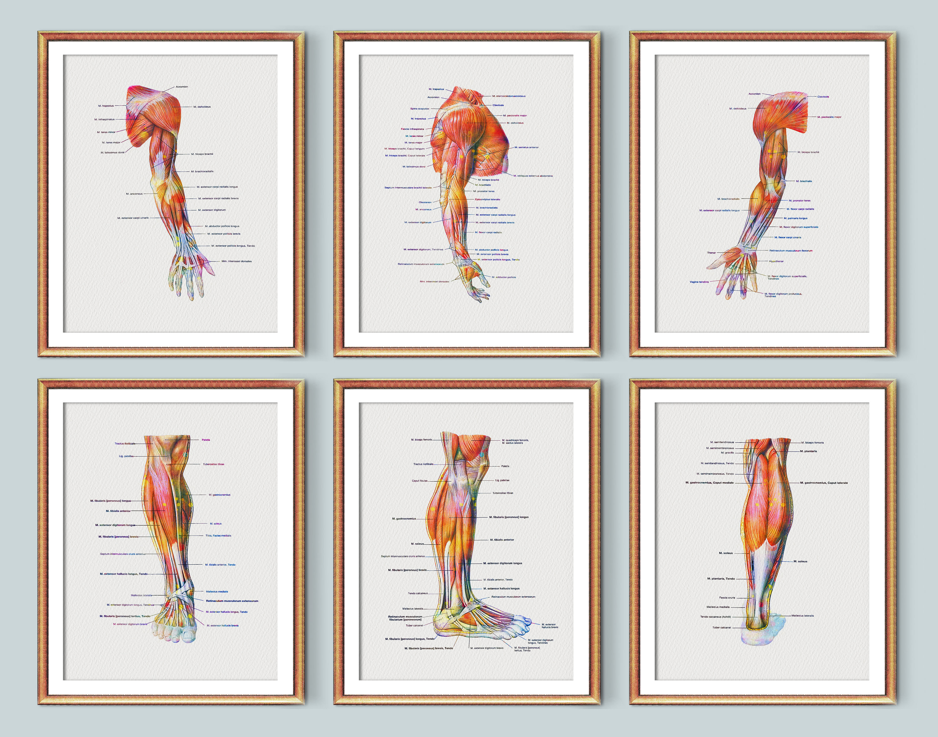 Muscular System Hand