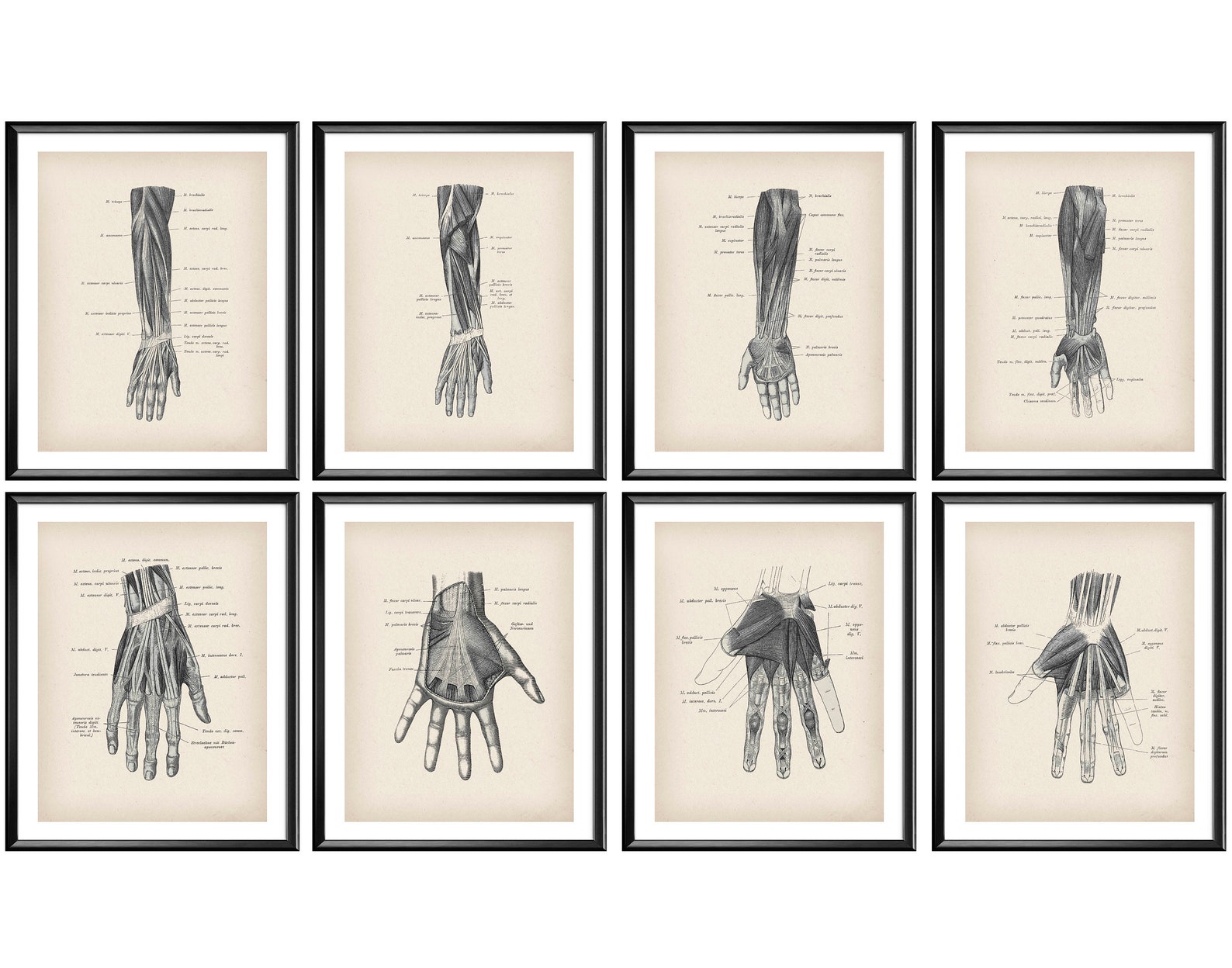 8 Hand Anatomy Posters Arm Structure Diagram Finger Art Physiology Art ...