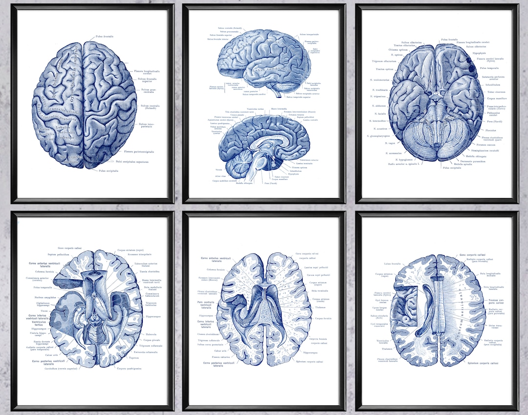 Human Brain Anatomy Diagram Medical Art Neurology Art Science Art ...