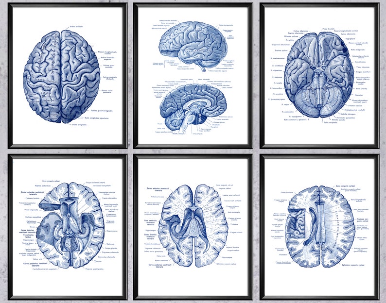 Human Brain Anatomy Diagram Medical Art Neurology Art Science - Etsy
