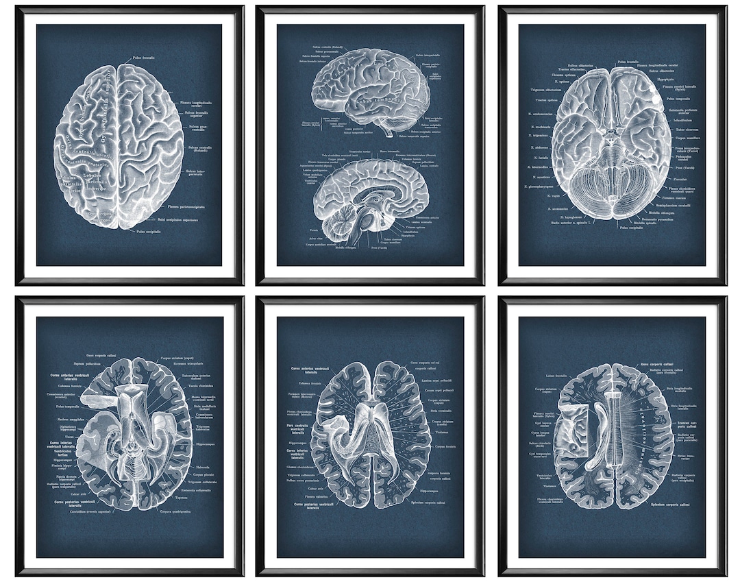6 Neurology Posters, Brain Anatomy Print, Neuroscience Art, Labeled ...