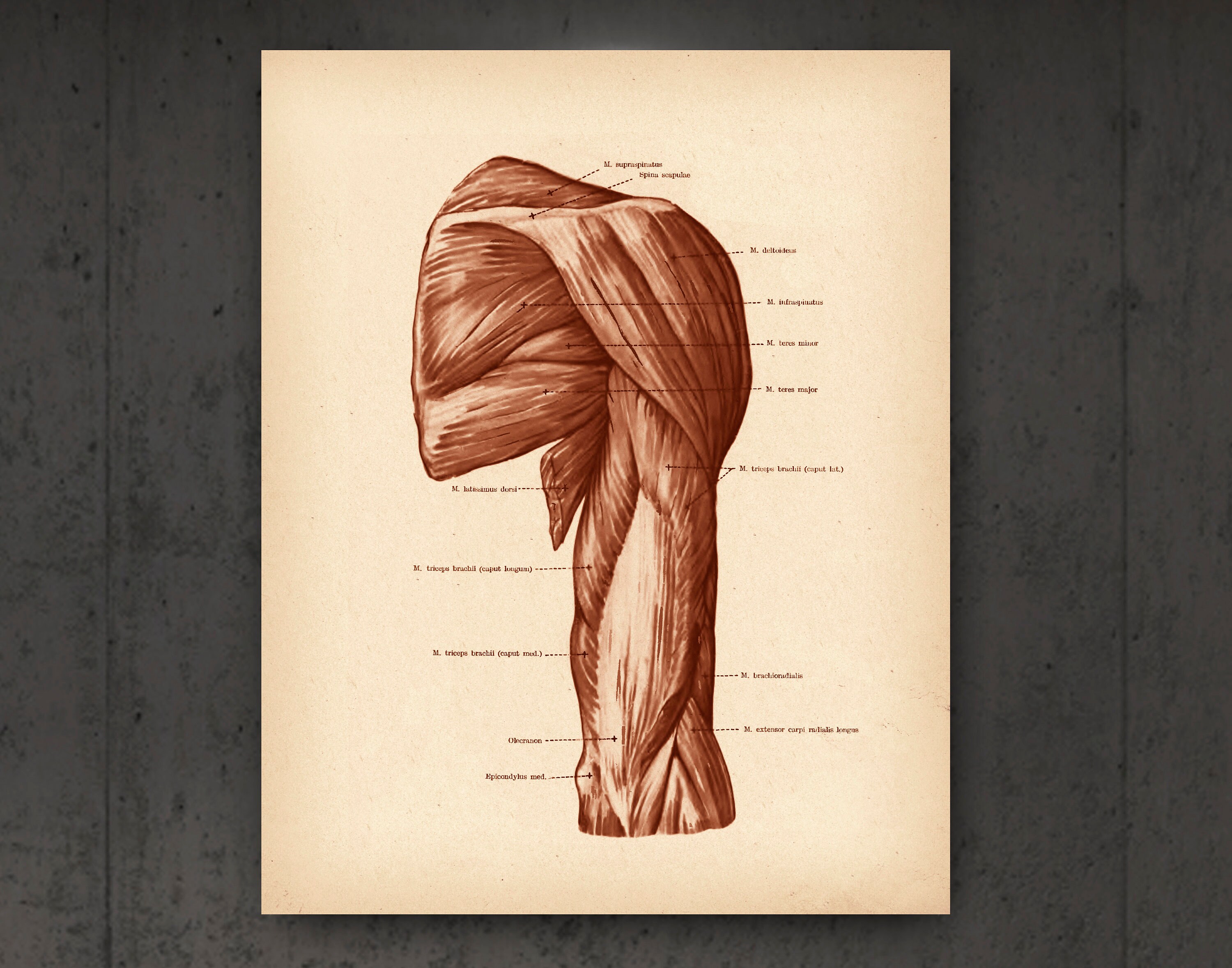 40 menschliche Muskel Anatomie Poster männliche Torso Muskeln | Etsy