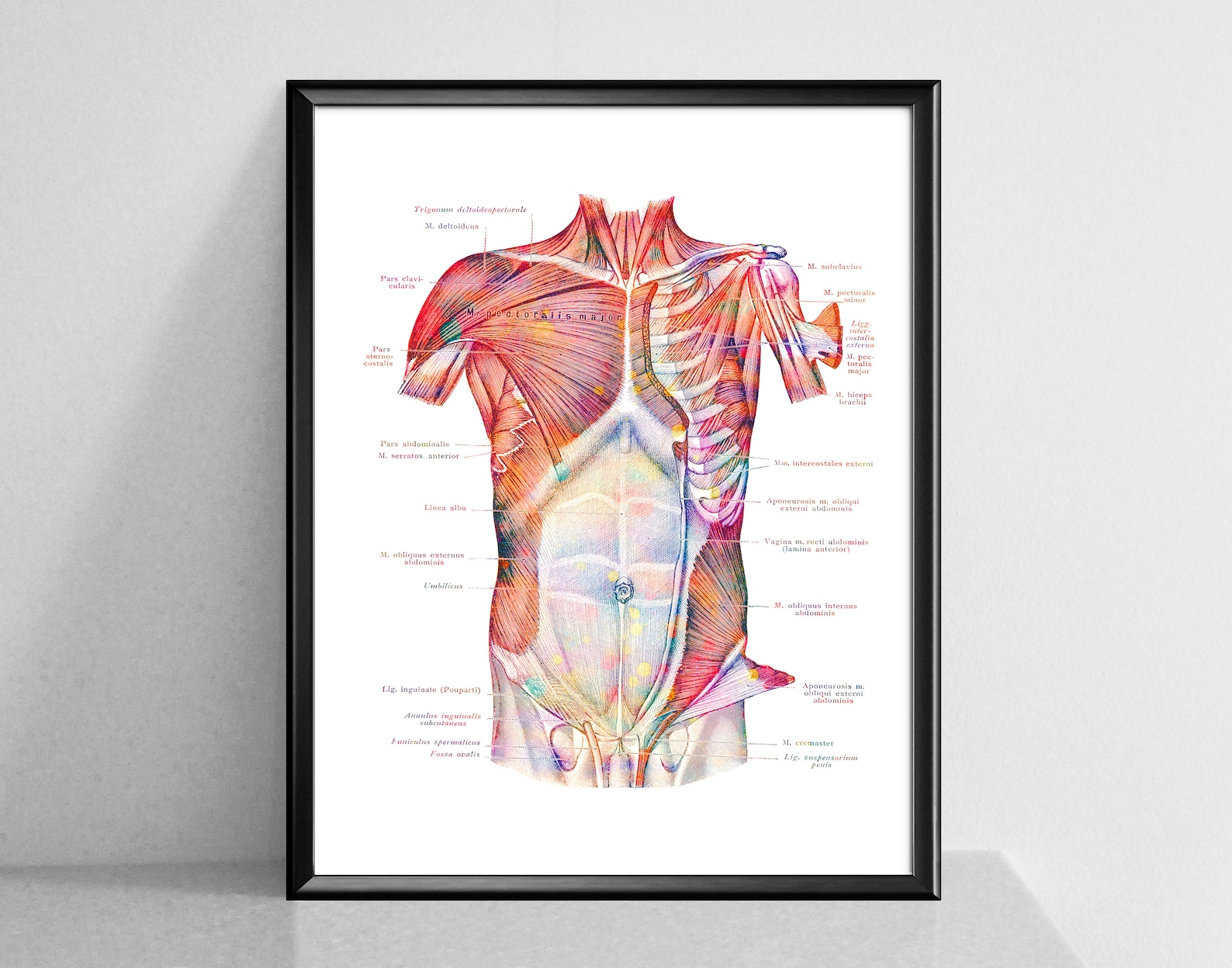 40 Musculoskeletal System Posters Muscles Structure Anatomy - Etsy