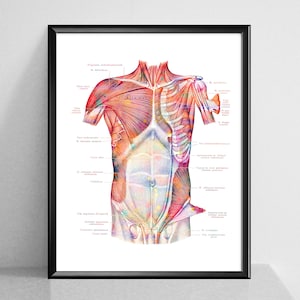 40 Musculoskeletal System Posters, Muscles Structure Anatomy Art ...