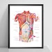40 Musculoskeletal System Posters, Muscles Structure Anatomy Art ...