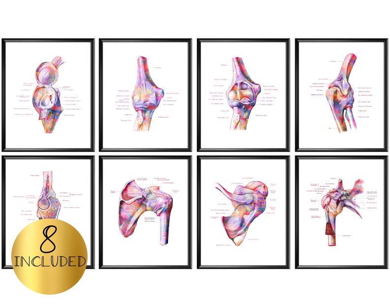 Shoulder Human Anatomy Posters Elbow Joint Art Scapula Bone - Etsy