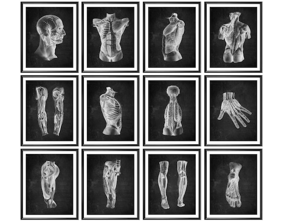 12 Muscular System Anatomy Posters Physiology Art Chalkboard - Etsy