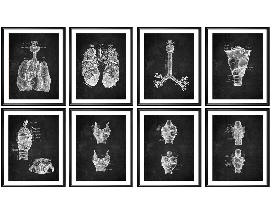 8 Respiratory System Anatomy Posters Pulmonology Art Anatomical Lungs ...