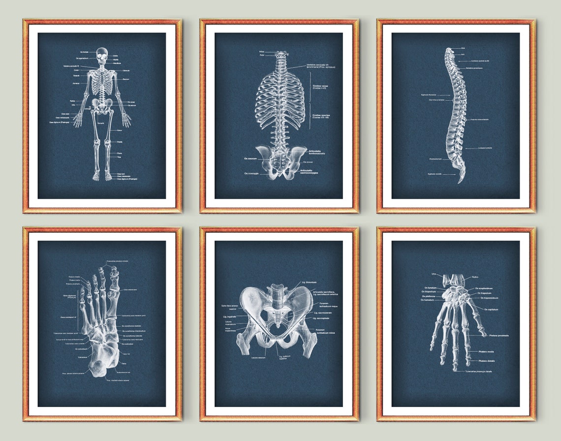 6 Skeleton Anatomy Poster Skeletal System Structure Medical | Etsy