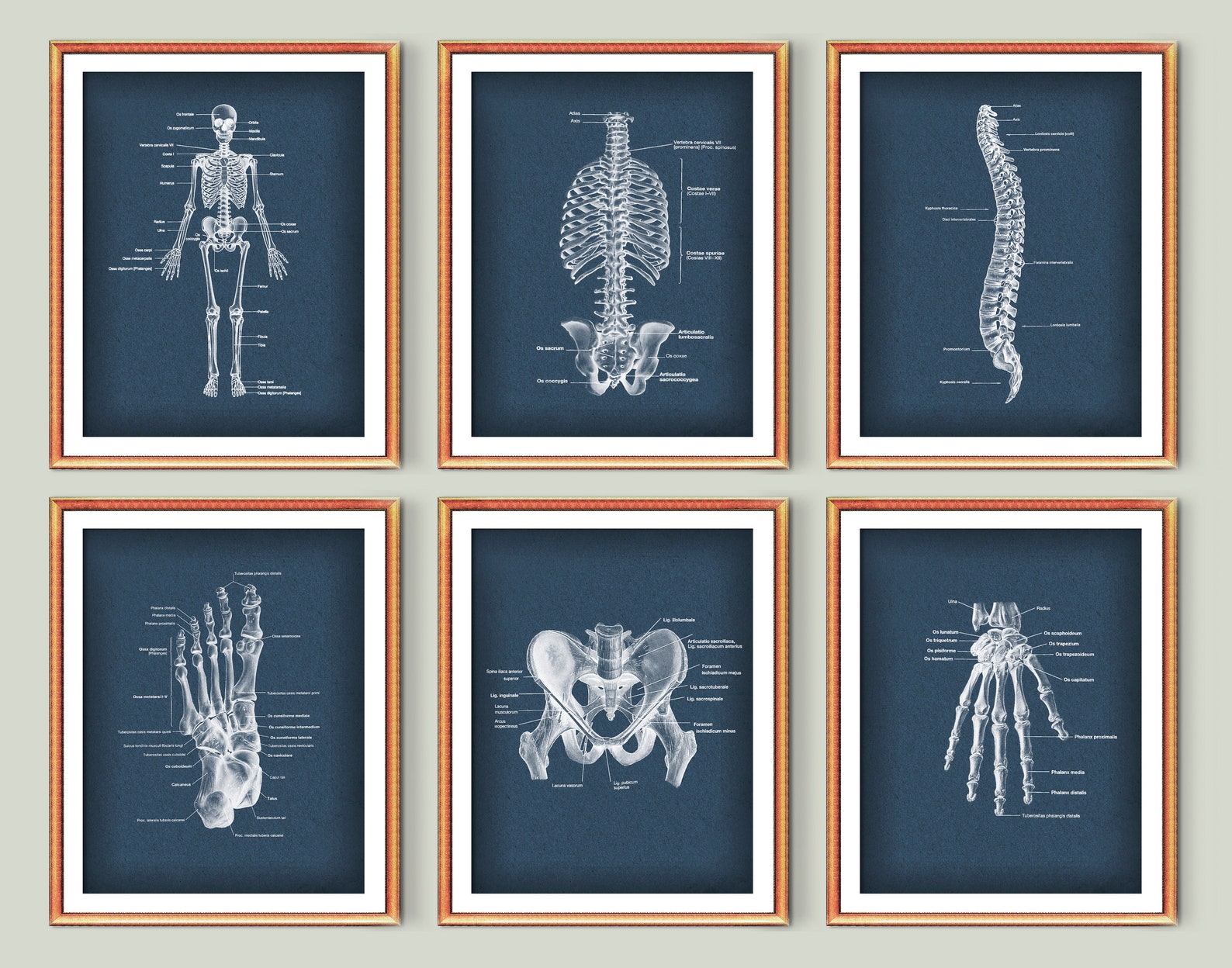 6 Skeleton Anatomy Poster Skeletal System Structure Medical | Etsy