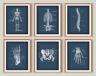 6 Skeleton Anatomy Poster Skeletal System Structure Medical Art Doctor ...