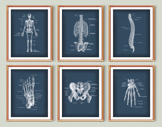 6 Skeleton Anatomy Poster Skeletal System Structure Medical | Etsy