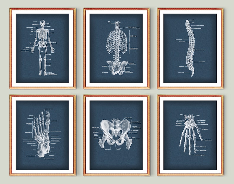 6 Skeleton Anatomy Poster Skeletal System Structure Medical Art Doctor ...