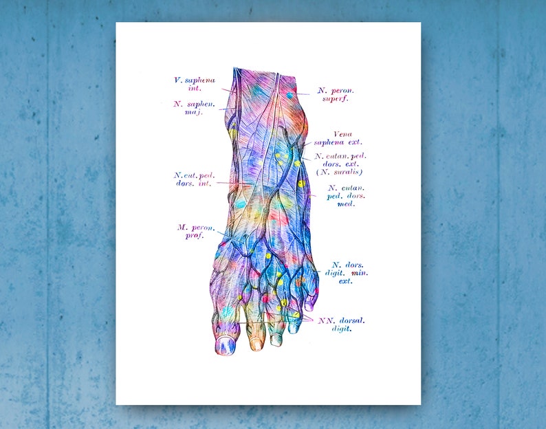 3 Podiatry Art, Foot Muscles Anatomy Art, Medical Poster, Labeled Feet ...