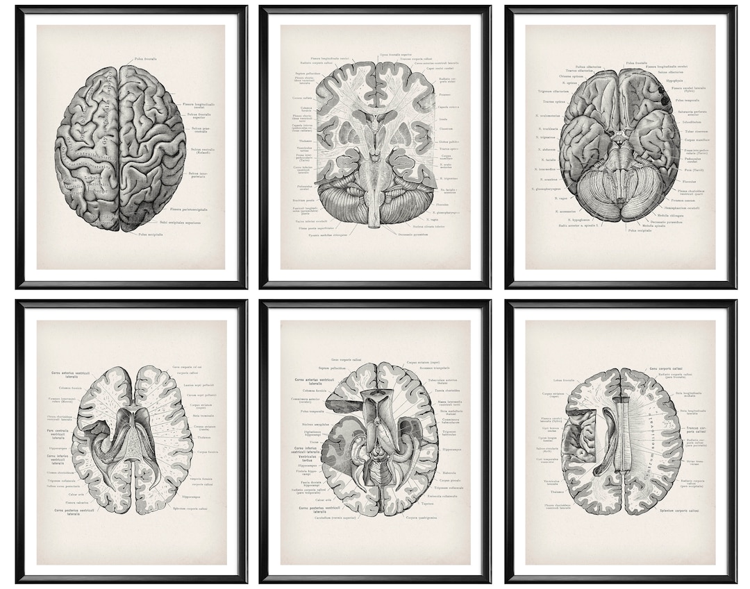 Set 6 Brain Anatomy Print Neurology Art Brain Cross Section - Etsy