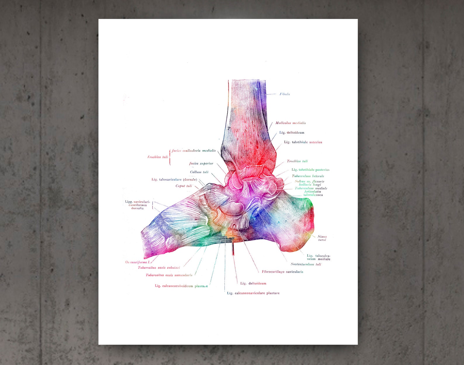 Foot Bones Anatomy Print Set of 6 Podiatry Art Medical Poster - Etsy