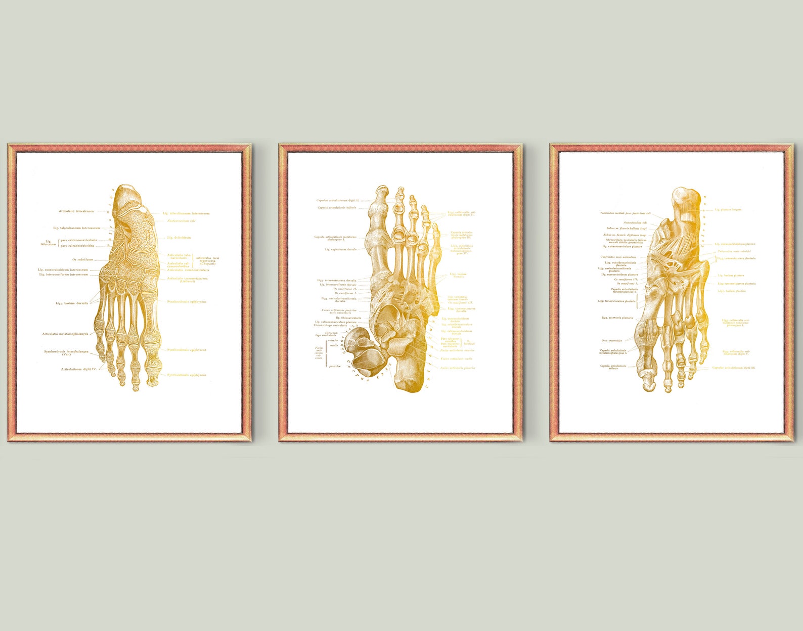 3 Gold Foot Anatomy Art Labeled Foot Bones Poster Podiatry Art - Etsy