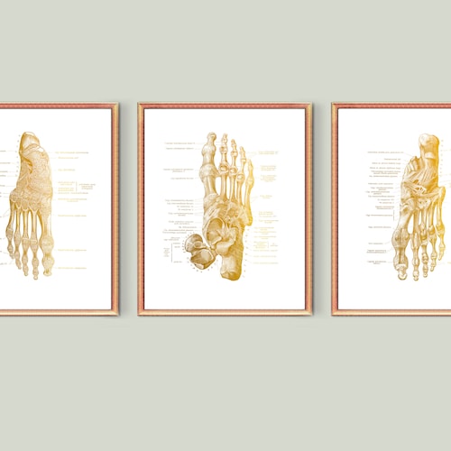 12 Podiatrist Office Decor Foot Anatomy Diagram Medical Poster - Etsy