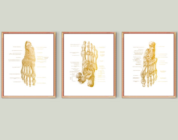 3 Gold Foot Anatomy Art Labeled Foot Bones Poster Podiatry Art - Etsy