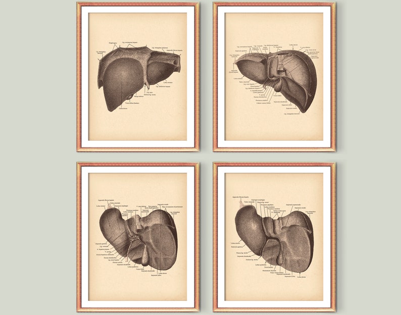 Set 4 Vintage Liver Anatomy Posters Medical Art Hepatologist Gift ...