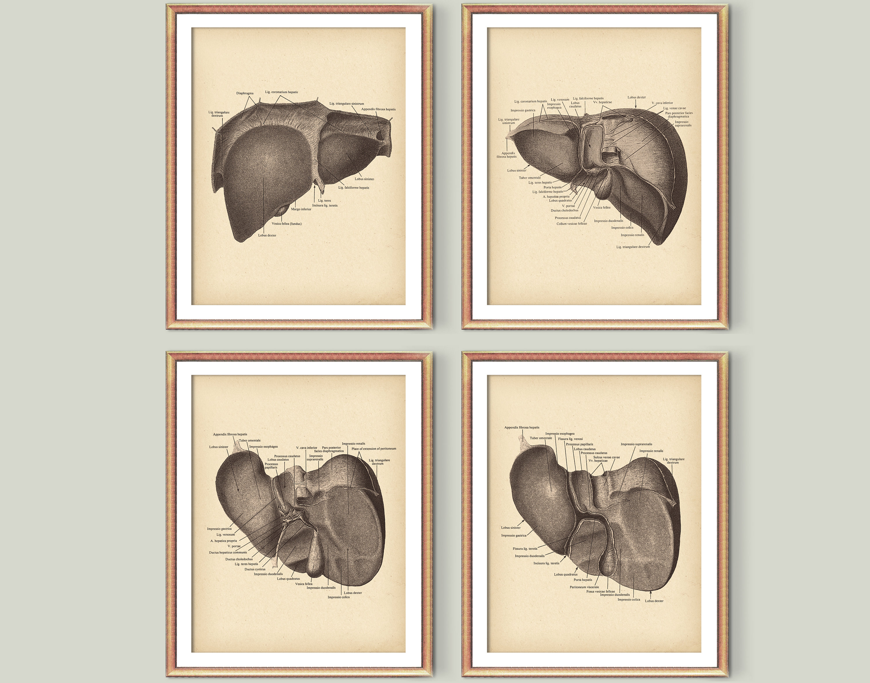 Set 4 Vintage Liver Anatomy Posters Medical Art Hepatologist Gift ...
