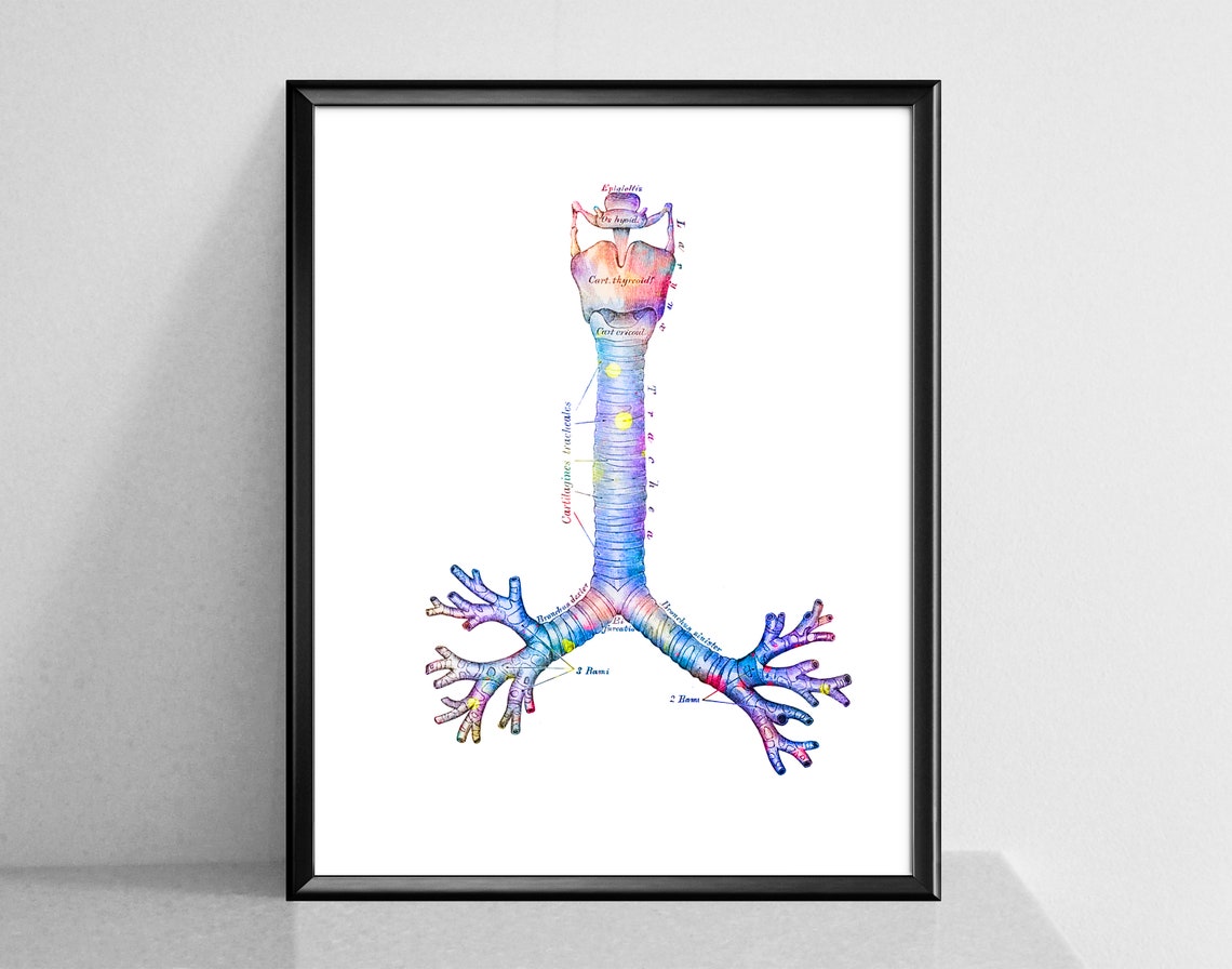 4 Respiratory System Anatomy Poster Anatomical Lungs Art - Etsy