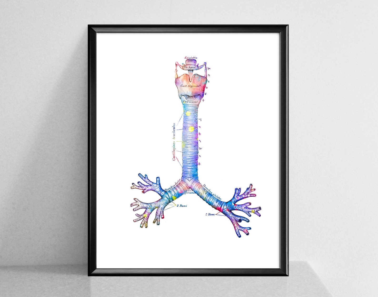 4 Respiratory System Anatomy Poster Anatomical Lungs Art - Etsy