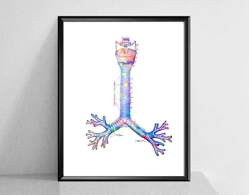 4 Respiratory System Anatomy Poster Anatomical Lungs Art Trachea Art ...
