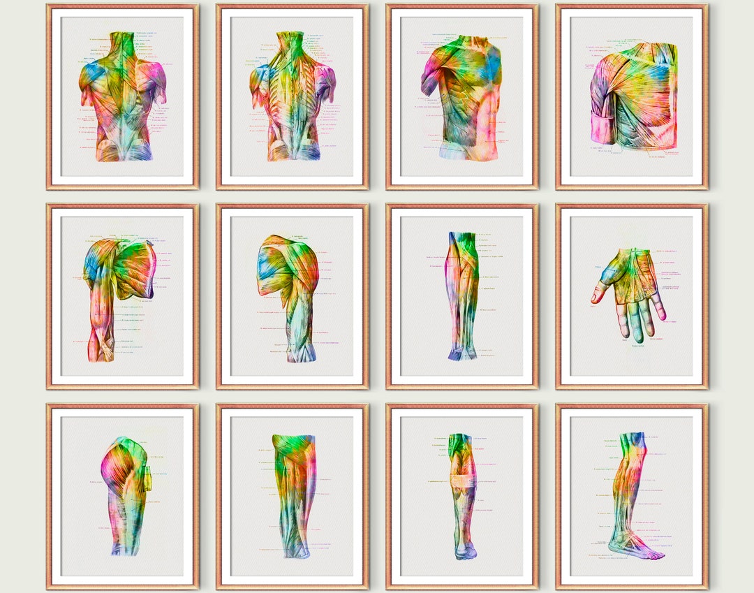 Human Anatomical Muscular System Watercolor Poster Set Muscles - Etsy