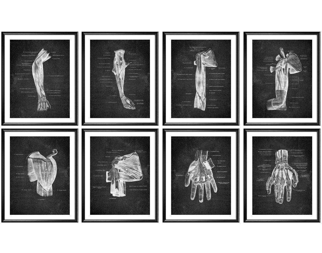 8 Hand Anatomy Chalkboard Art Muscles of Arm and Shoulder Poster ...