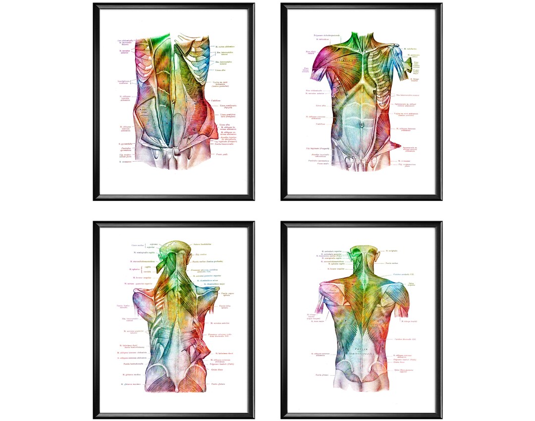 Human Muscular System Art, Watercolor Torso Art, Muscles and Ligaments ...