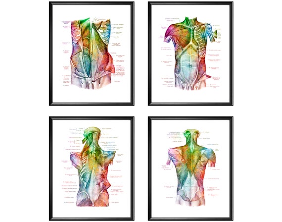 Human Muscular System Art Watercolor Torso Art Muscles and | Etsy
