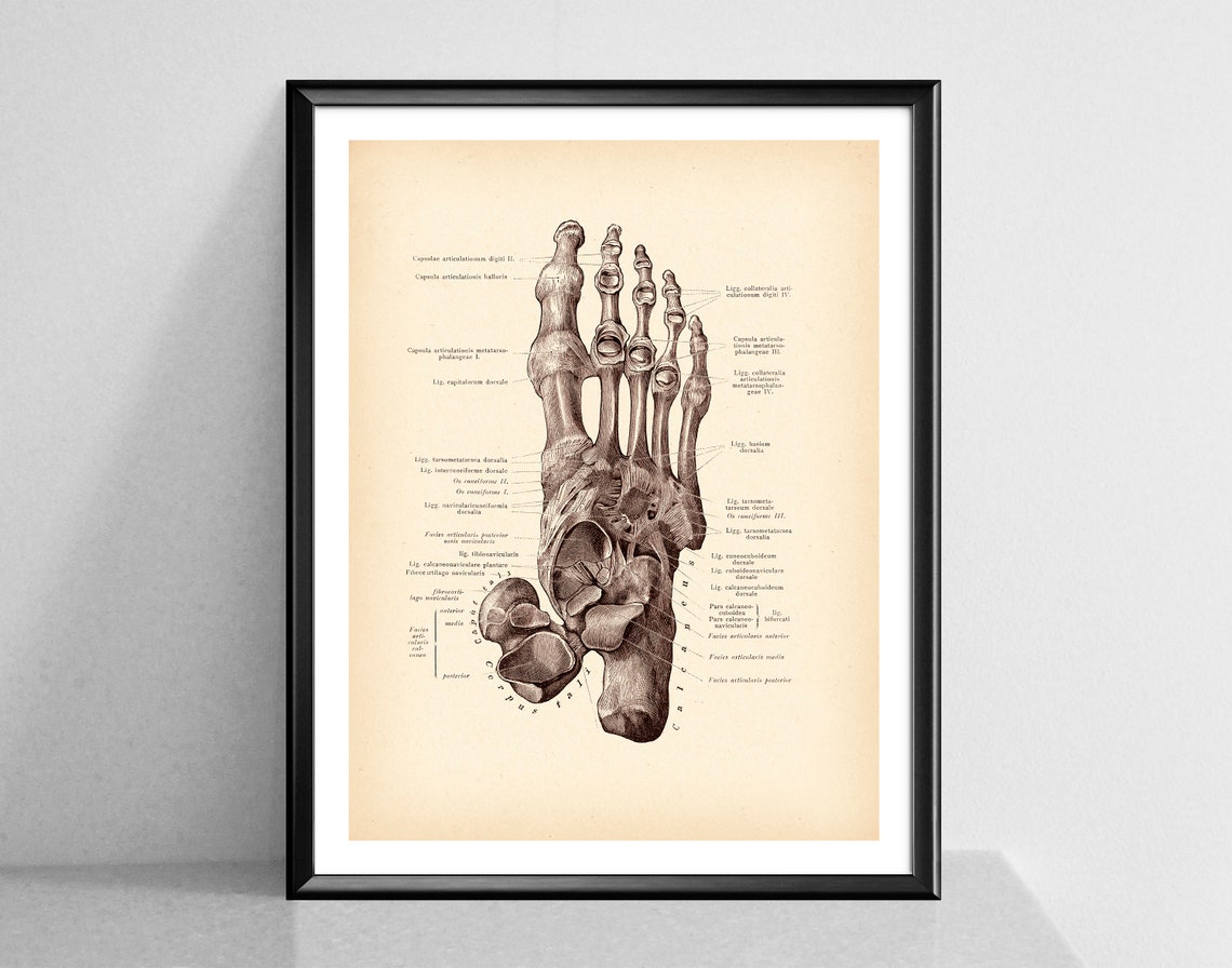 Anatomical Human Foot Posters Vintage Anatomy Art Podiatry - Etsy