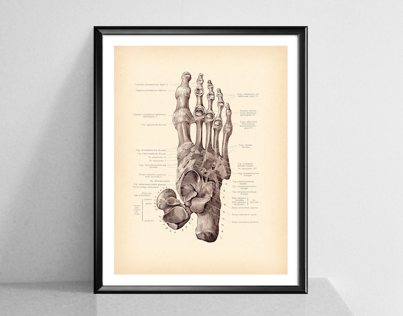 Anatomical Human Foot Posters Vintage Anatomy Art Podiatry - Etsy