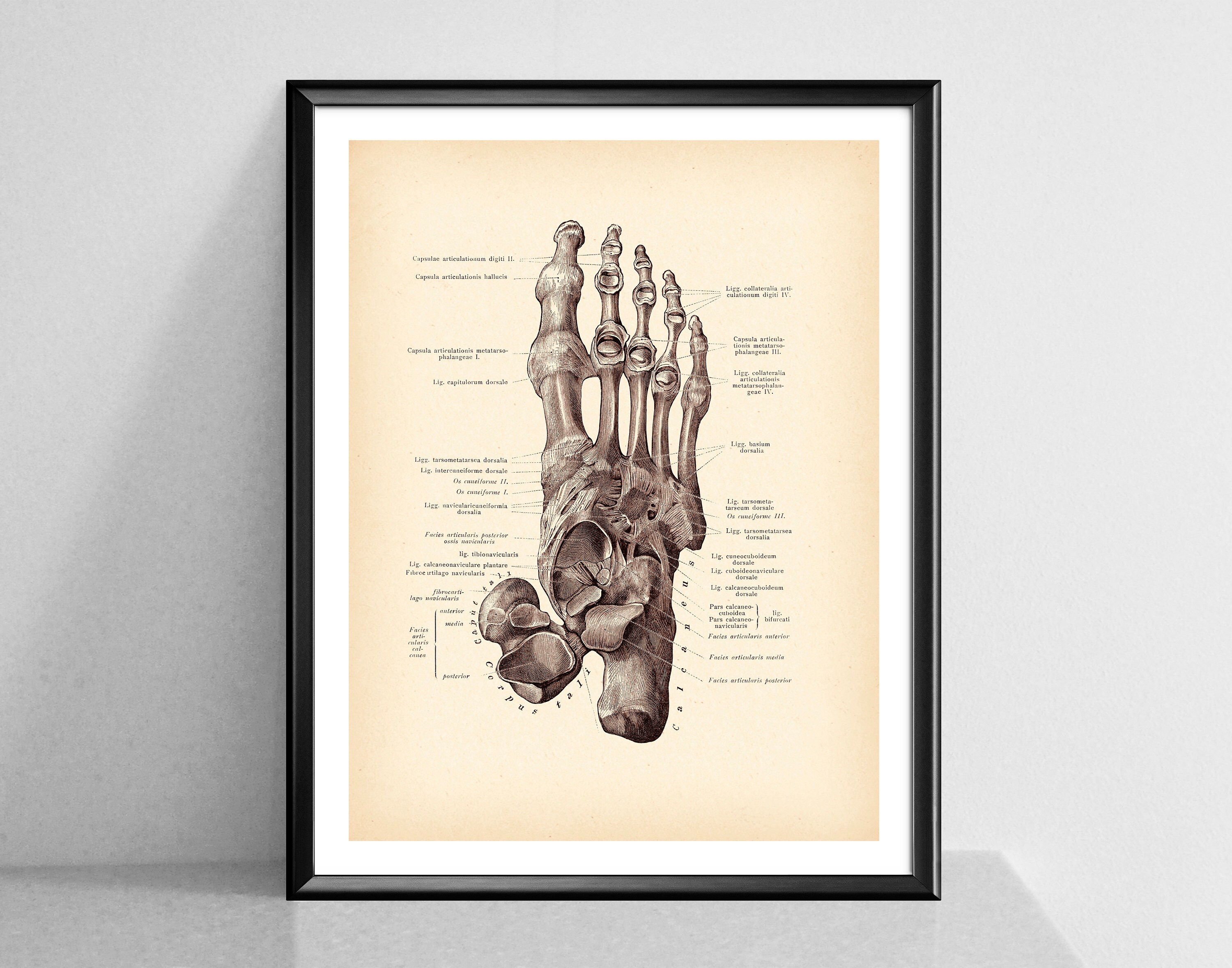 Anatomical Human Foot Posters, Vintage Anatomy Art, Podiatry Art ...