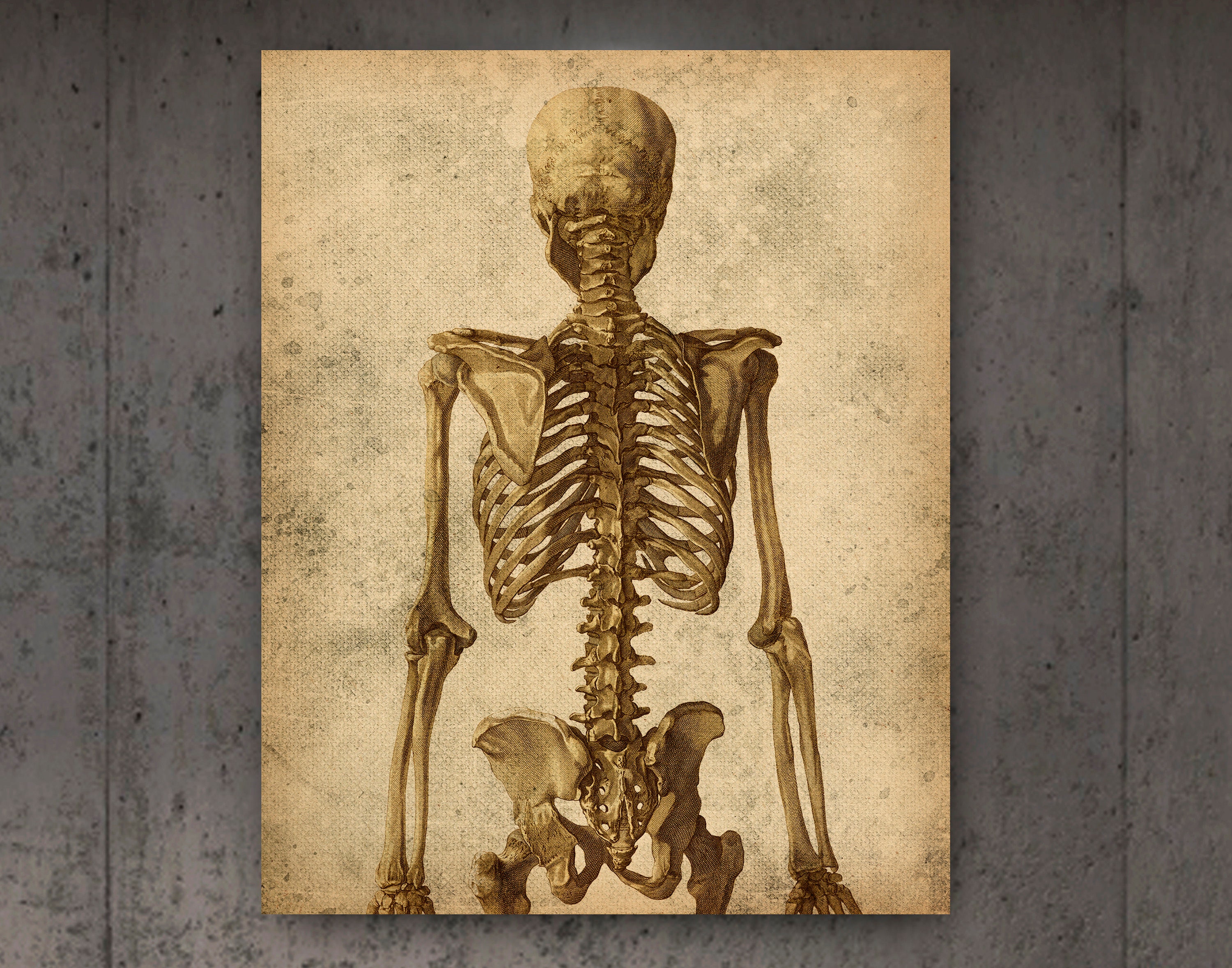4 Antique Skeleton Anatomy Art Medical Poster Skeletal Bones Artwork ...