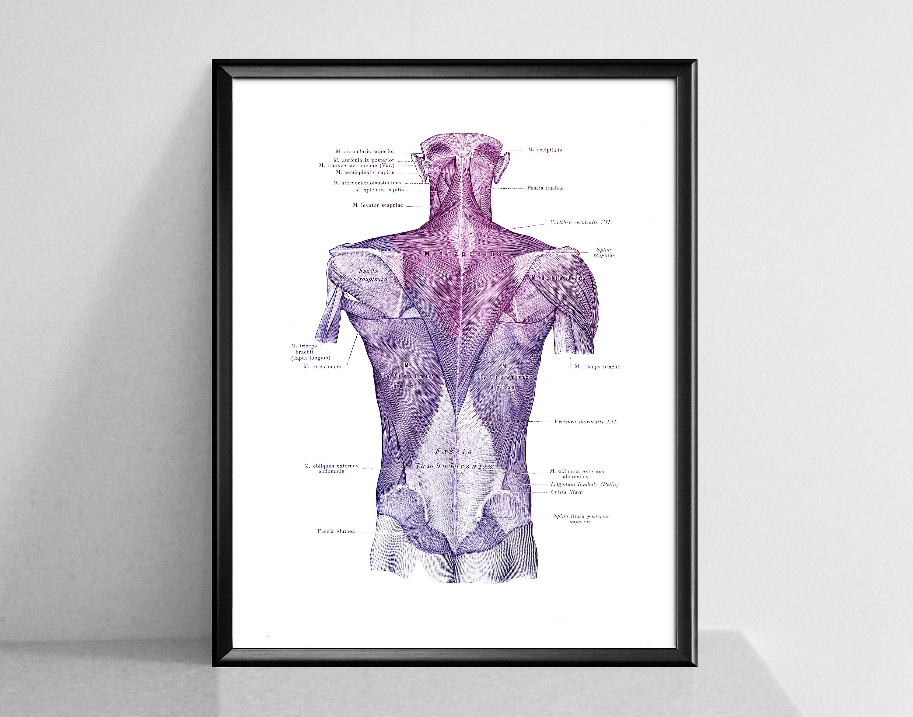 6 Torso Anatomy Posters Human Muscular System Diagram Medical - Etsy