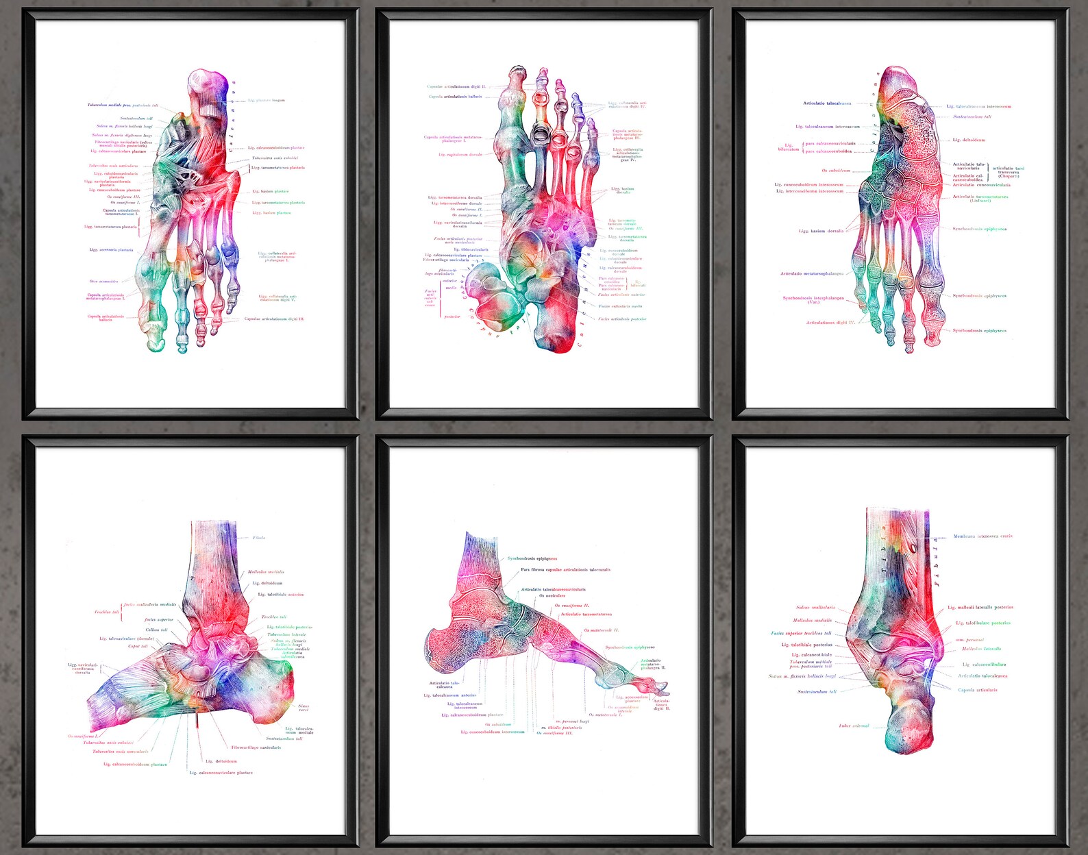 Foot Bones Anatomy Print Set of 6 Podiatry Art Medical Poster - Etsy