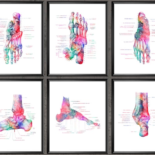 Foot Bones Anatomy Print Set of 6 Podiatry Art Medical Poster | Etsy