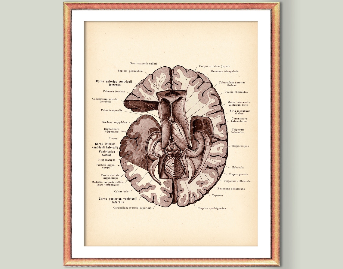 4 Anatomical Brain Posters Vintage Anatomy Art Neurology Art - Etsy
