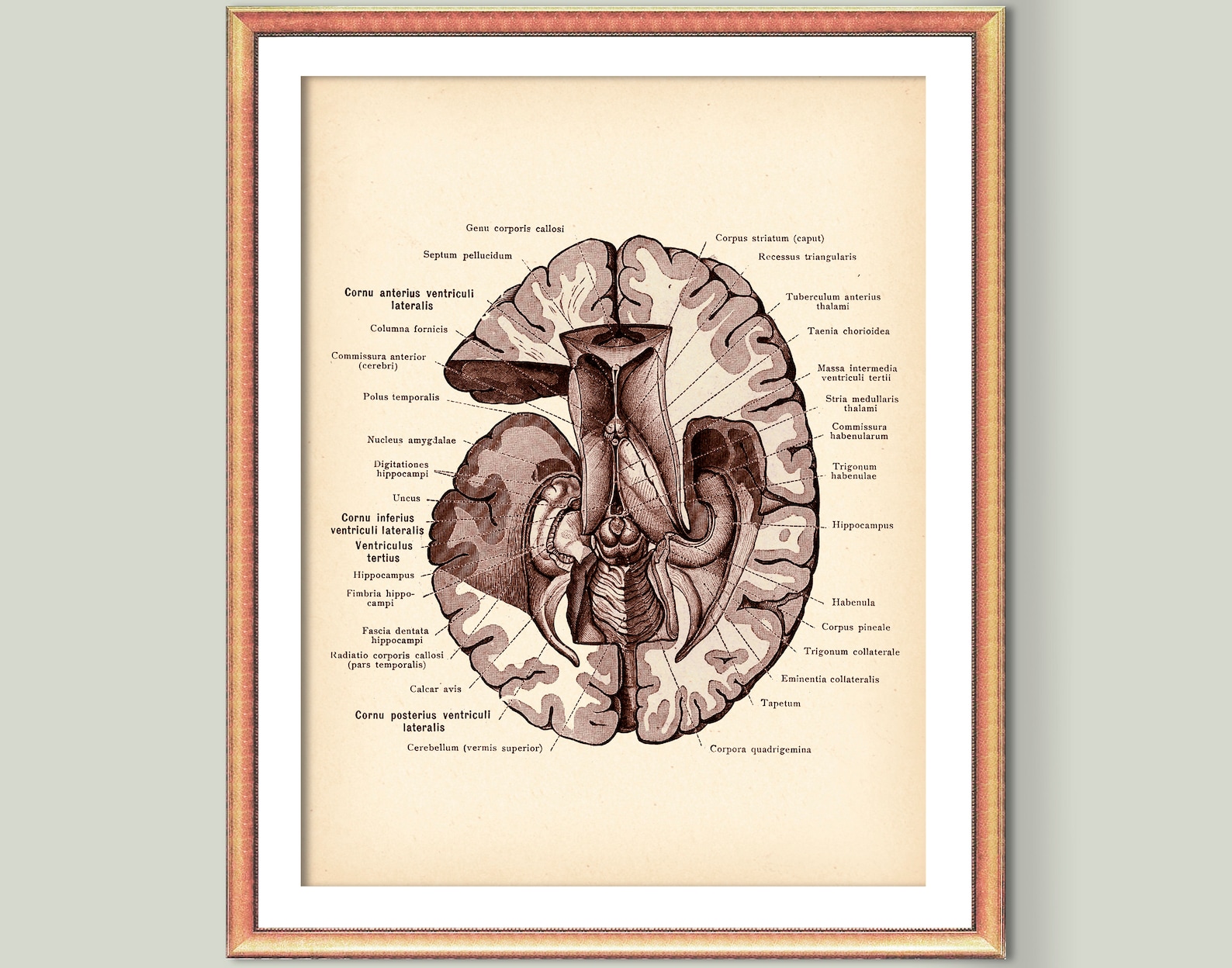 4 Anatomical Brain Posters Vintage Anatomy Art Neurology Art - Etsy