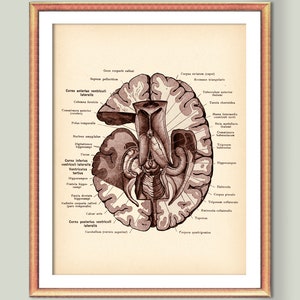 4 Anatomical Brain Posters Vintage Anatomy Art Neurology Art - Etsy