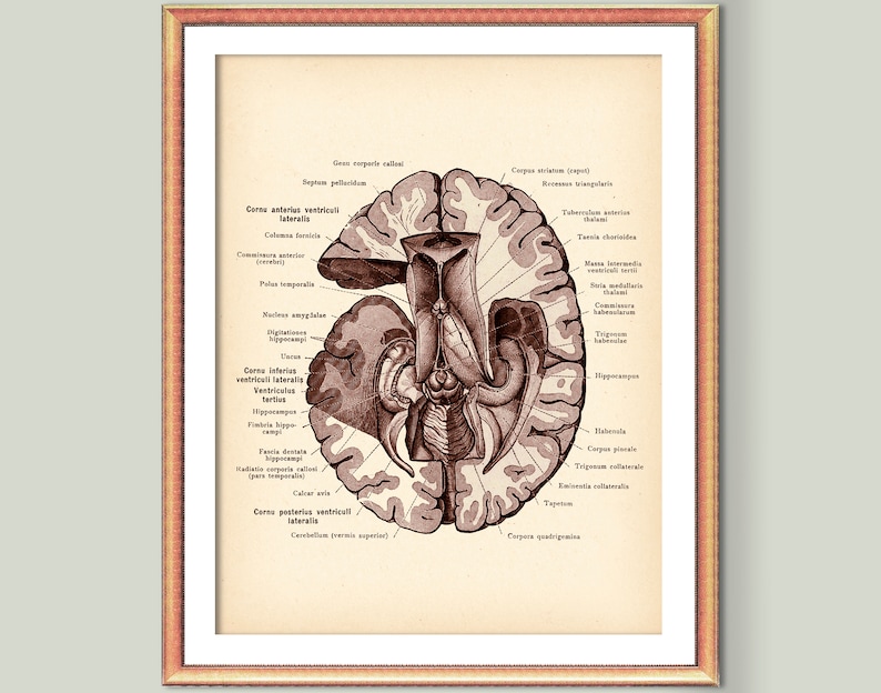 4 Anatomical Brain Posters Vintage Anatomy Art Neurology Art - Etsy